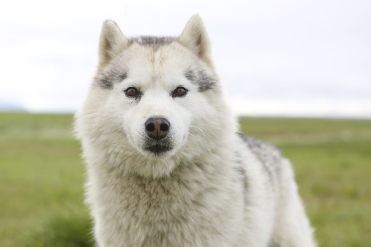 Things to know about Dogsledding Iceland. FAQ, policies, dog mushing